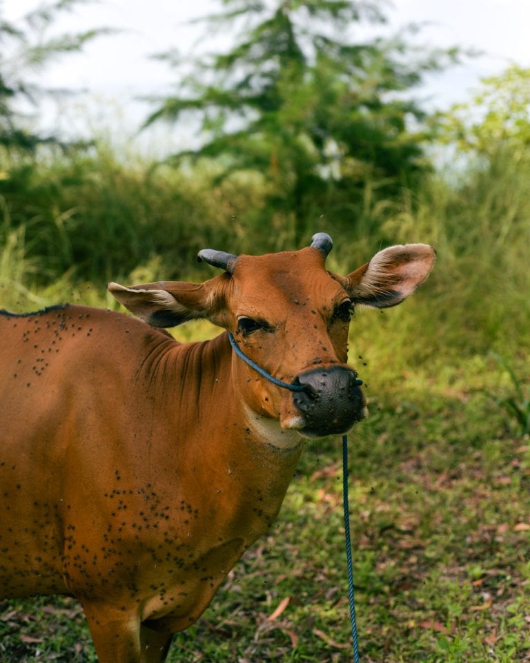 Przewodnik po rajskiej Gili Air! Wyspy Gili w Indonezji – którą wybrać ...
